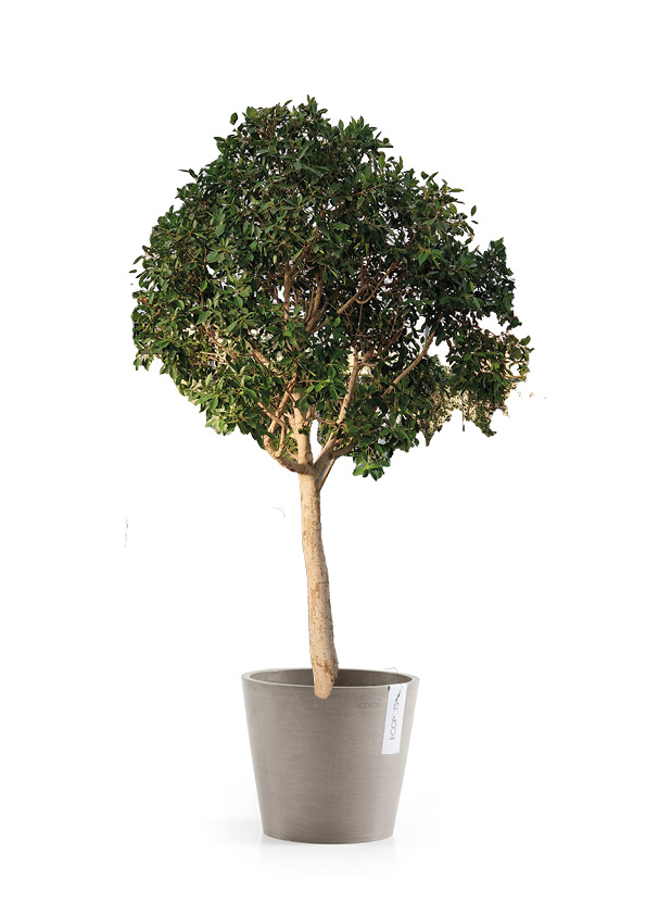 Location plante - YD, Les décorateurs de l'éphémère